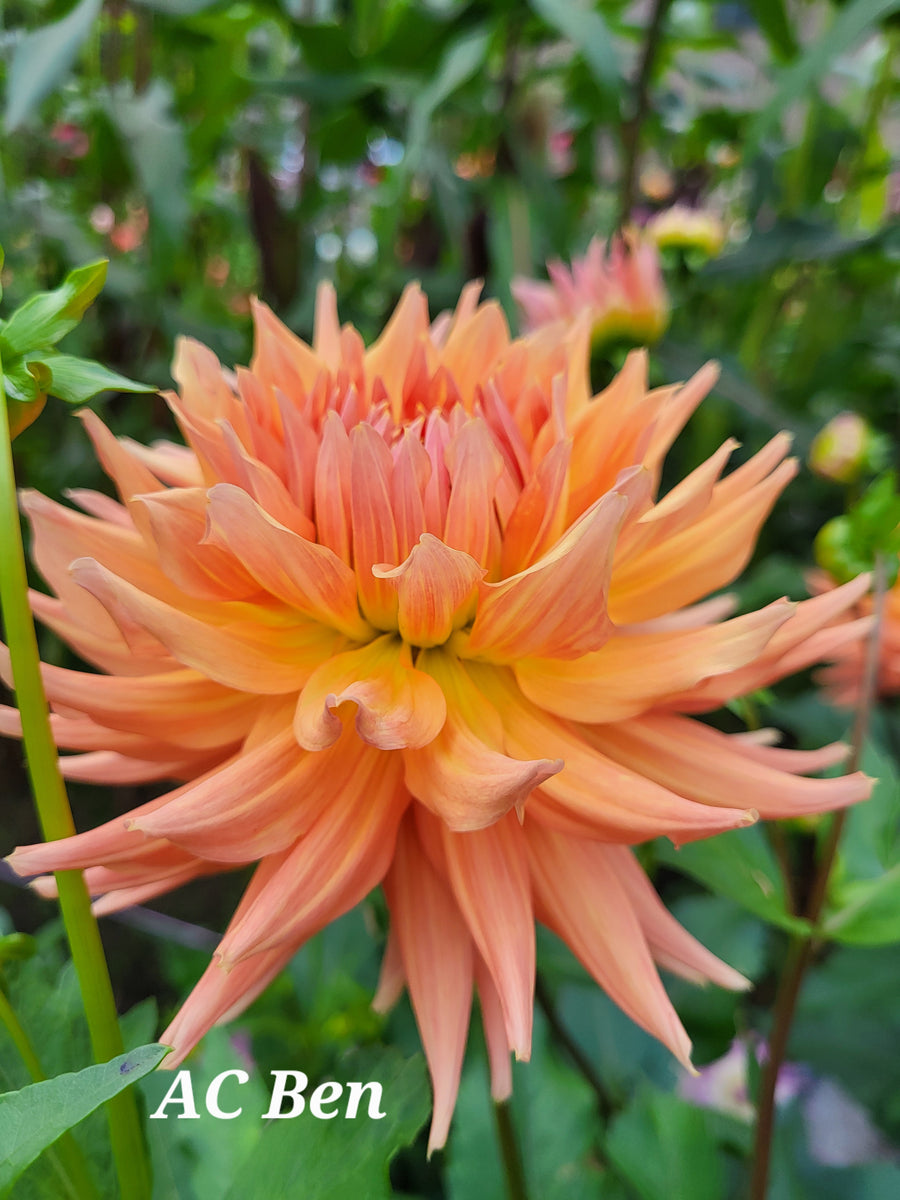 AC Ben Dahlia Tuber – Dahlias & Petals