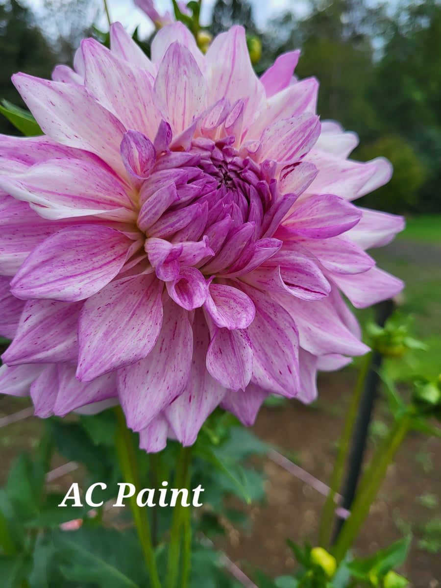 AC Paint Dahlia Tuber – My Store