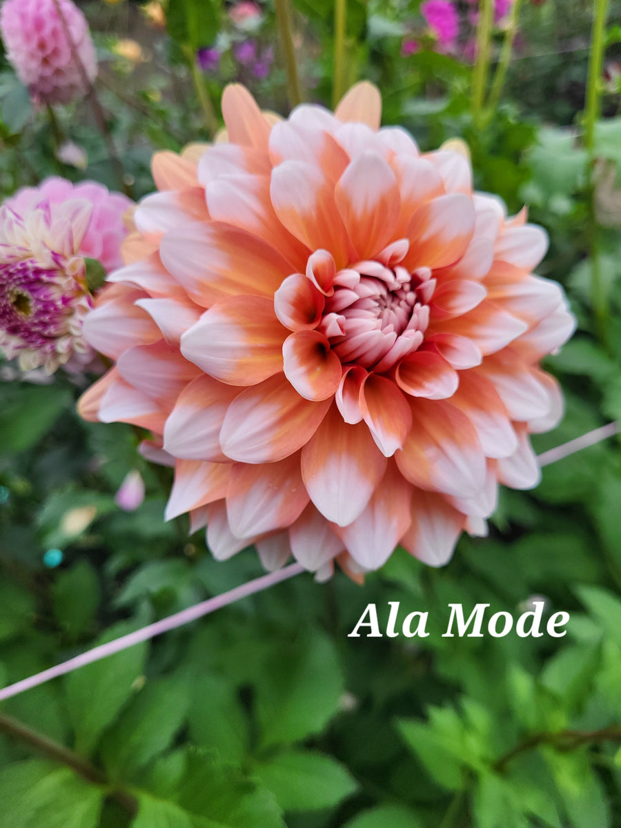 Ala Mode Dahlia Tuber – My Store