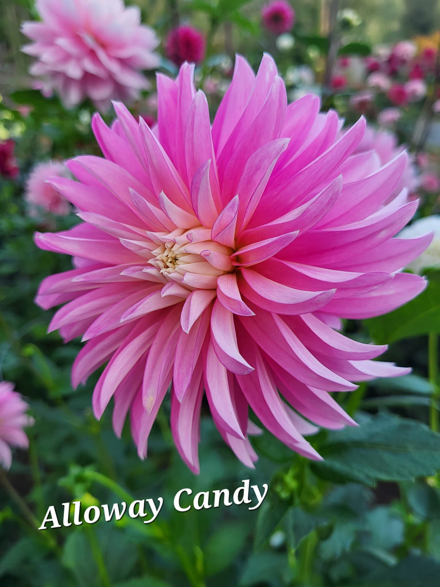 Alloway Candy Dahlia Tuber – Dahlias & Petals