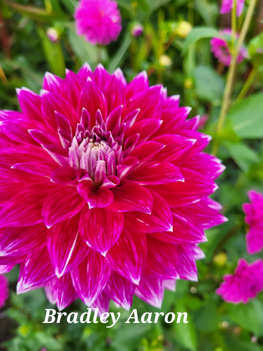 Bradley Aaron Dahlia Tuber – My Store