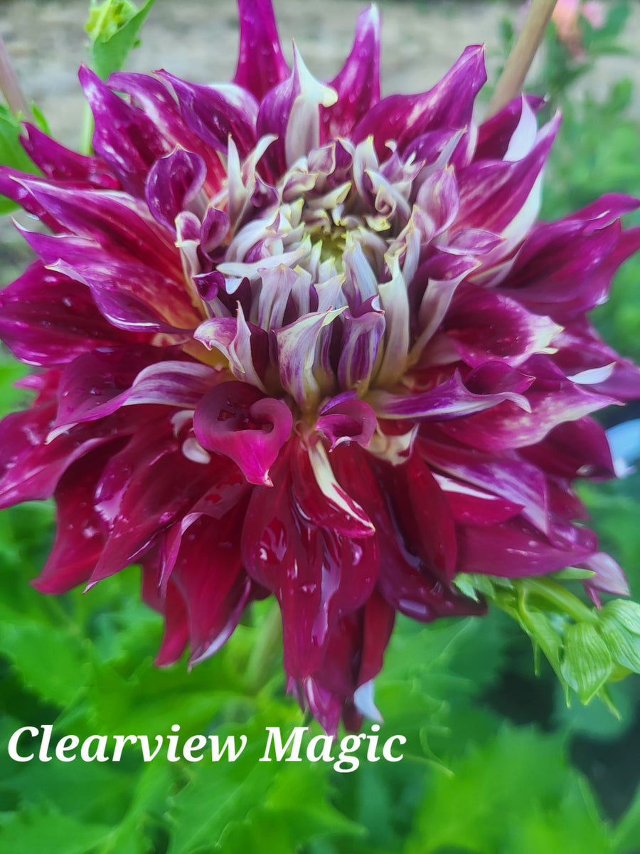 Clearview Magic Dahlia Tuber – Dahlias & Petals