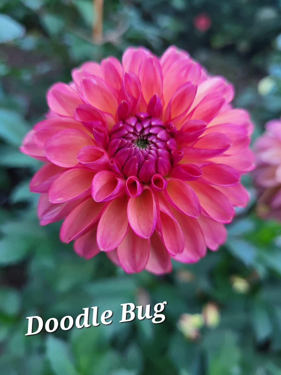 Doodle Bug Dahlia Tuber – Dahlias & Petals