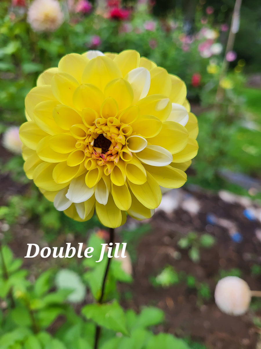 Double Jill Dahlia Tuber – Dahlias & Petals