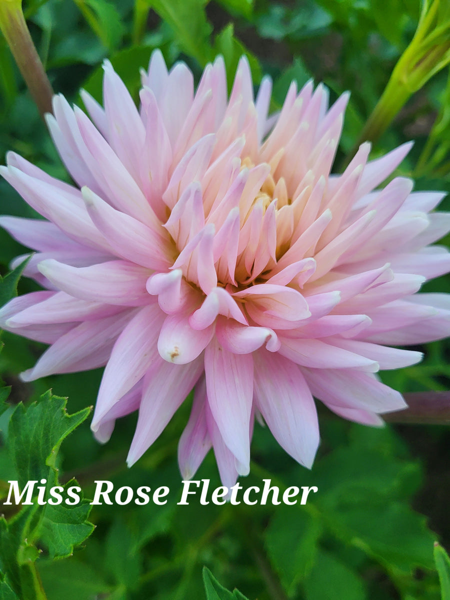 Miss Rose Fletcher Dahlia Tuber – Dahlias & Petals