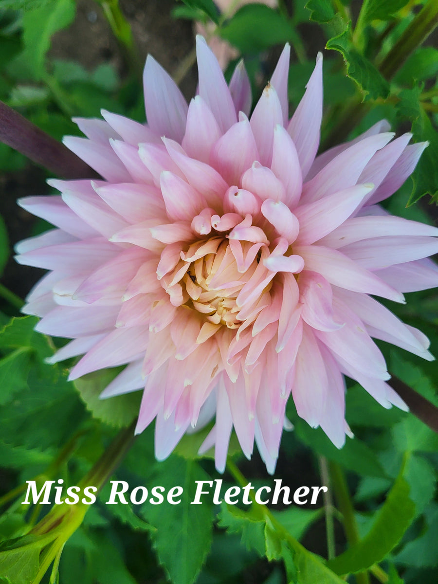 Miss Rose Fletcher Dahlia Tuber – Dahlias & Petals
