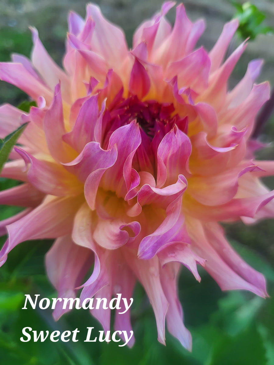 Normandy Sweet Lucy Dahlia Tuber – Dahlias & Petals