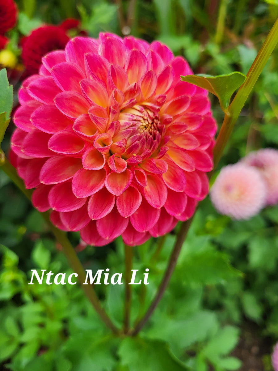 NTAC Mia Li Dahlia Tuber – My Store