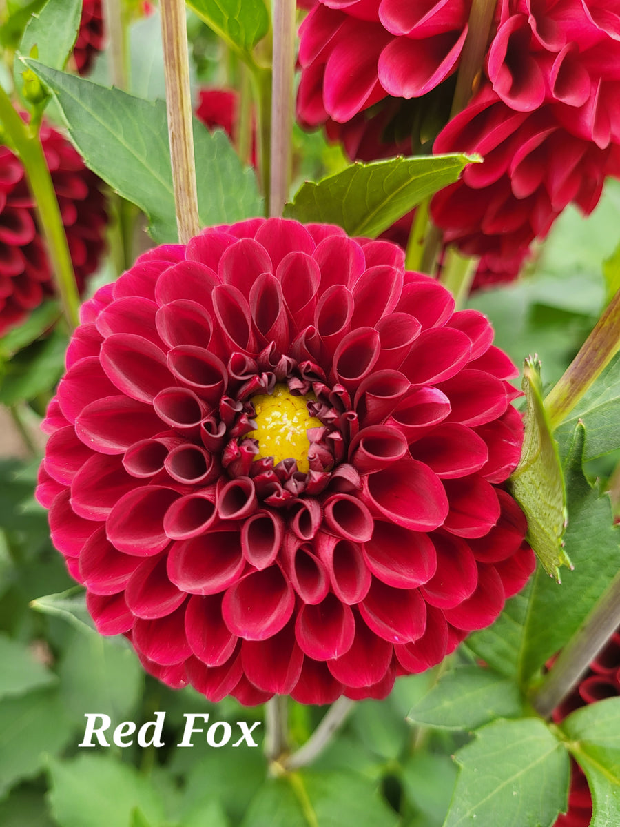 Red Fox Dahlia Tuber – Dahlias & Petals