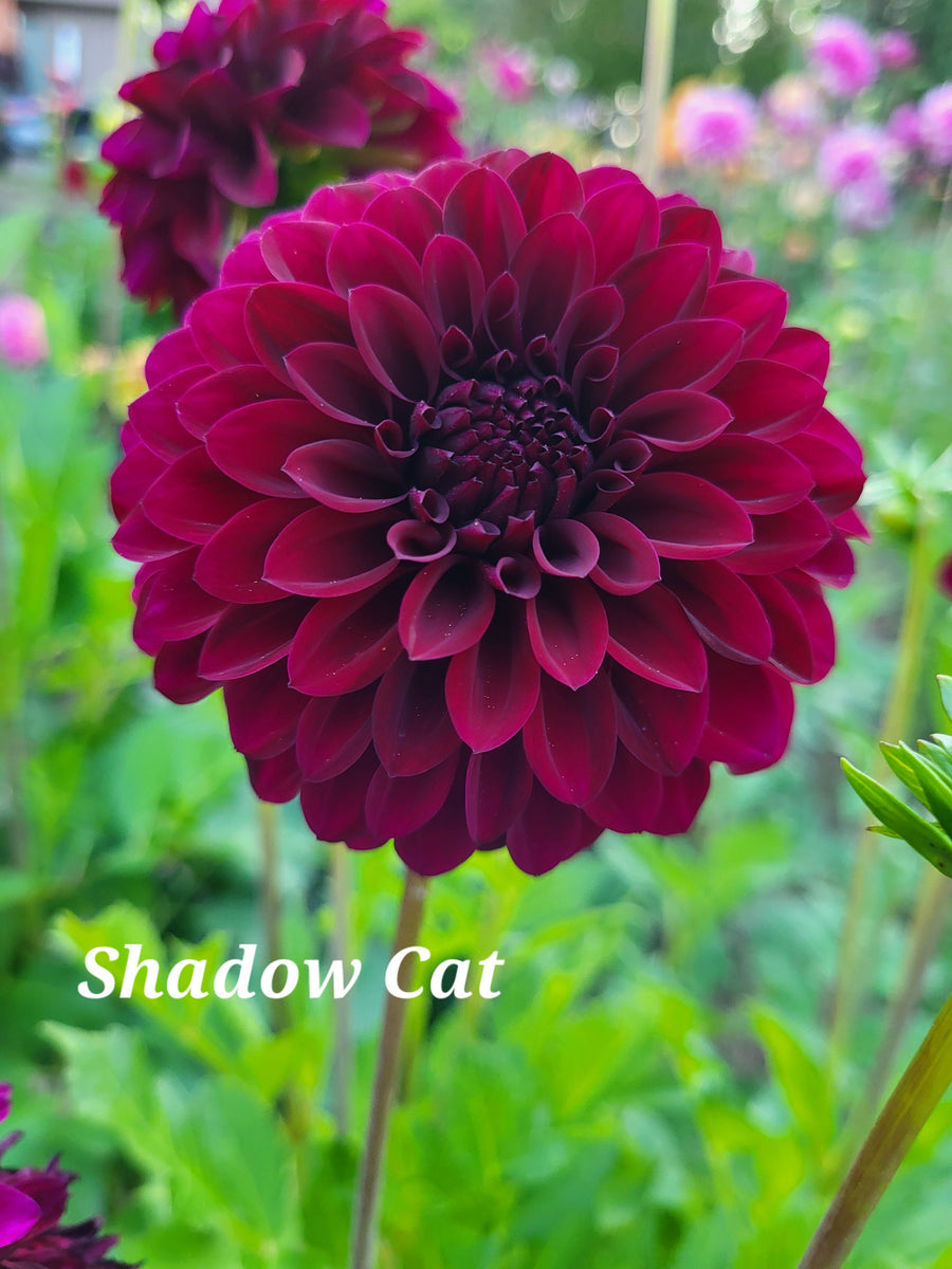 Shadow Cat Dahlia Tuber – Dahlias & Petals