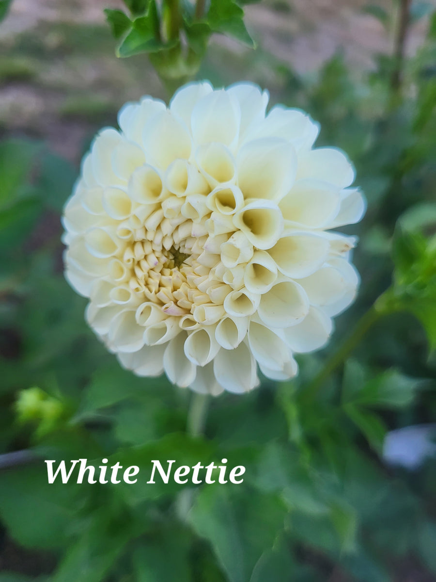 White Nettie Dahlia Tuber – Dahlias & Petals