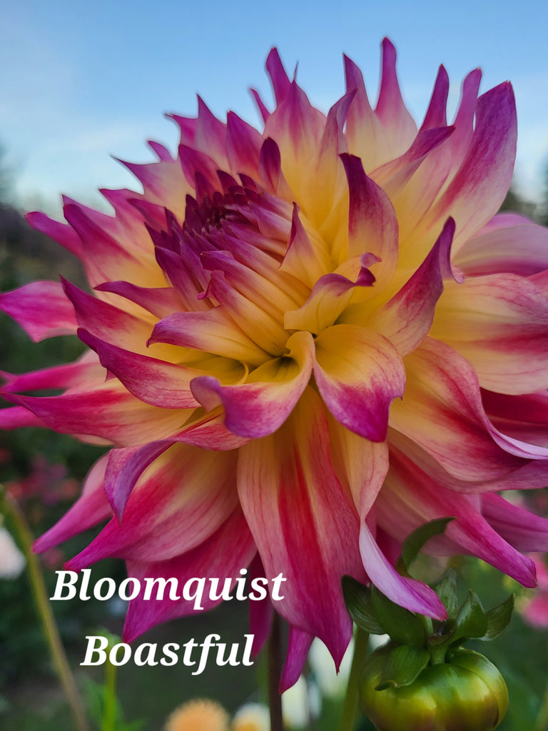 Bloomquist Boastful Dahlia Tuber – Dahlias & Petals