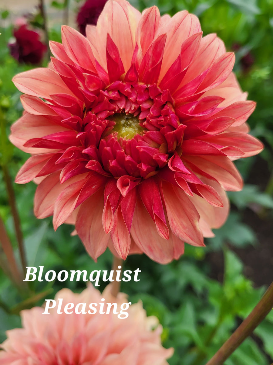 Bloomquist Pleasing Dahlia Tuber – Dahlias & Petals