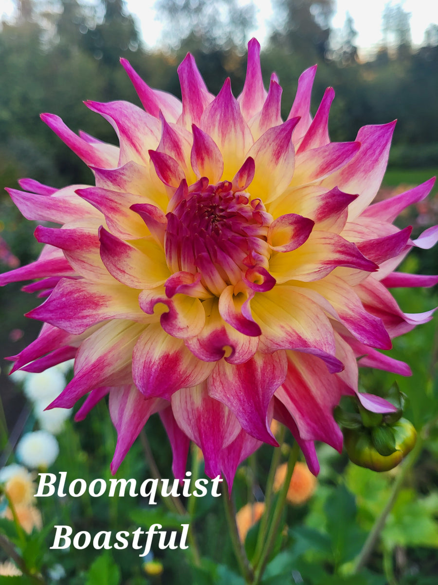 Bloomquist Boastful Dahlia Tuber – Dahlias & Petals