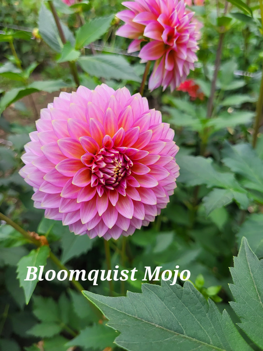 Bloomquist Mojo Dahlia Tuber – Dahlias & Petals