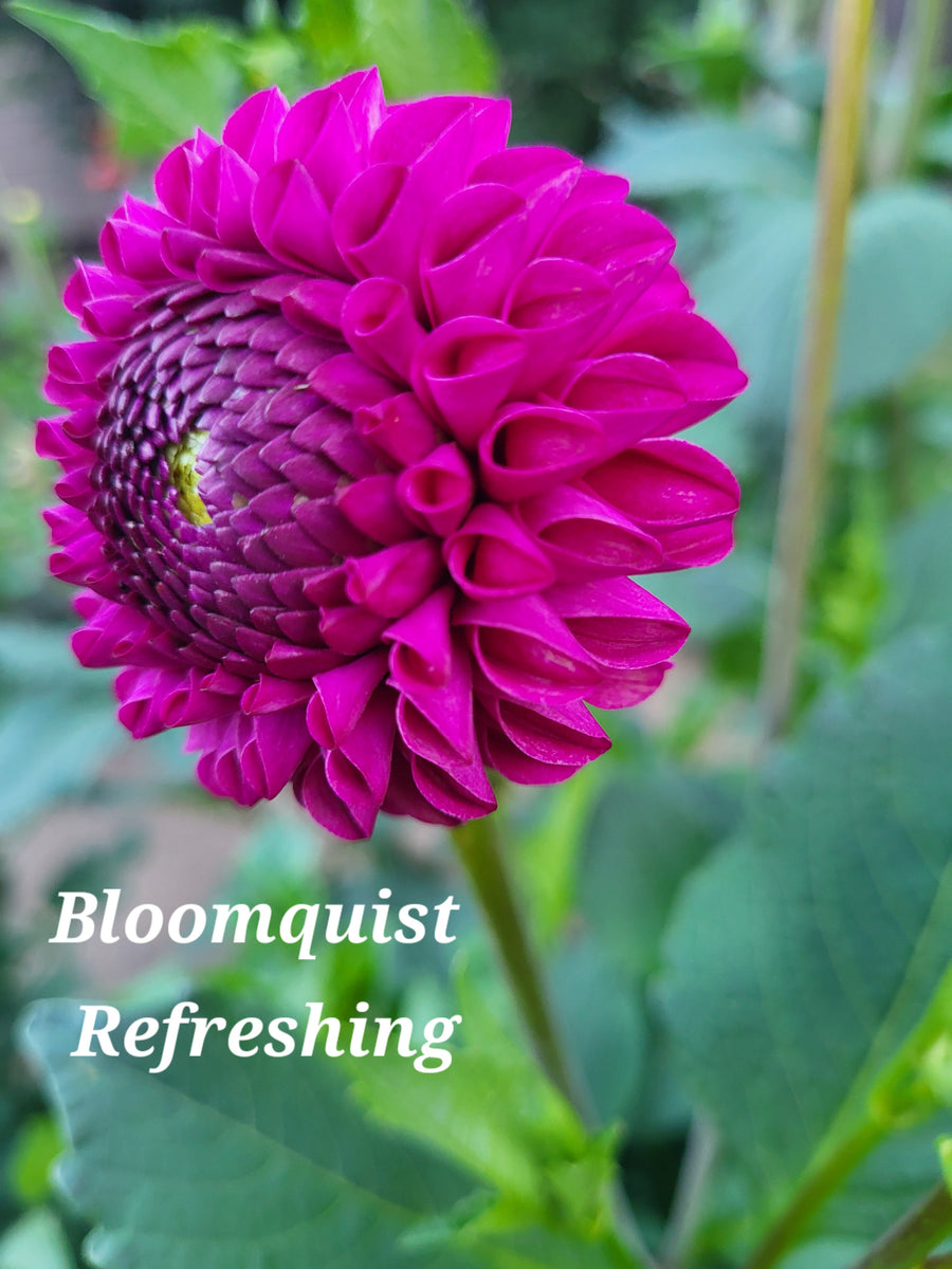 Bloomquist Refreshing Dahlia Tuber – Dahlias & Petals