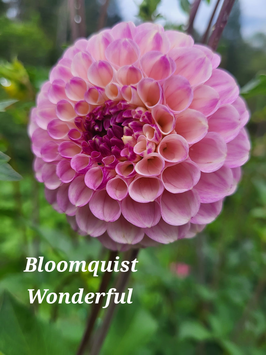 Bloomquist Wonderful Dahlia Tuber – Dahlias & Petals