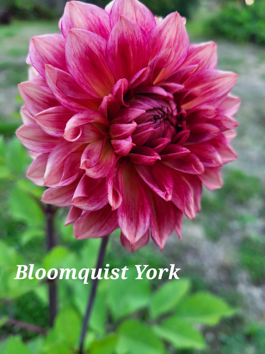 Bloomquist York Dahlia Tuber – My Store