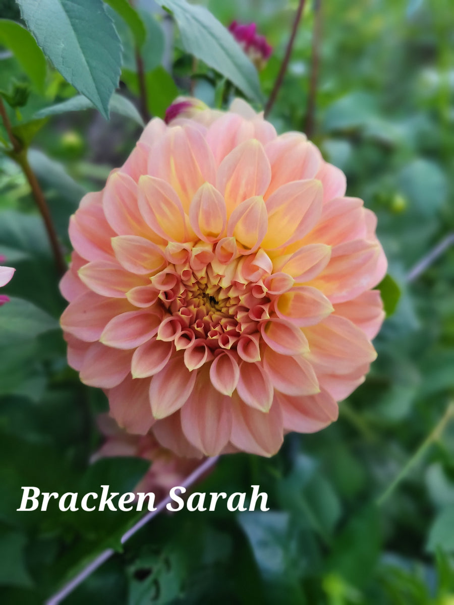 Bracken Sarah Dahlia Tuber – Dahlias & Petals