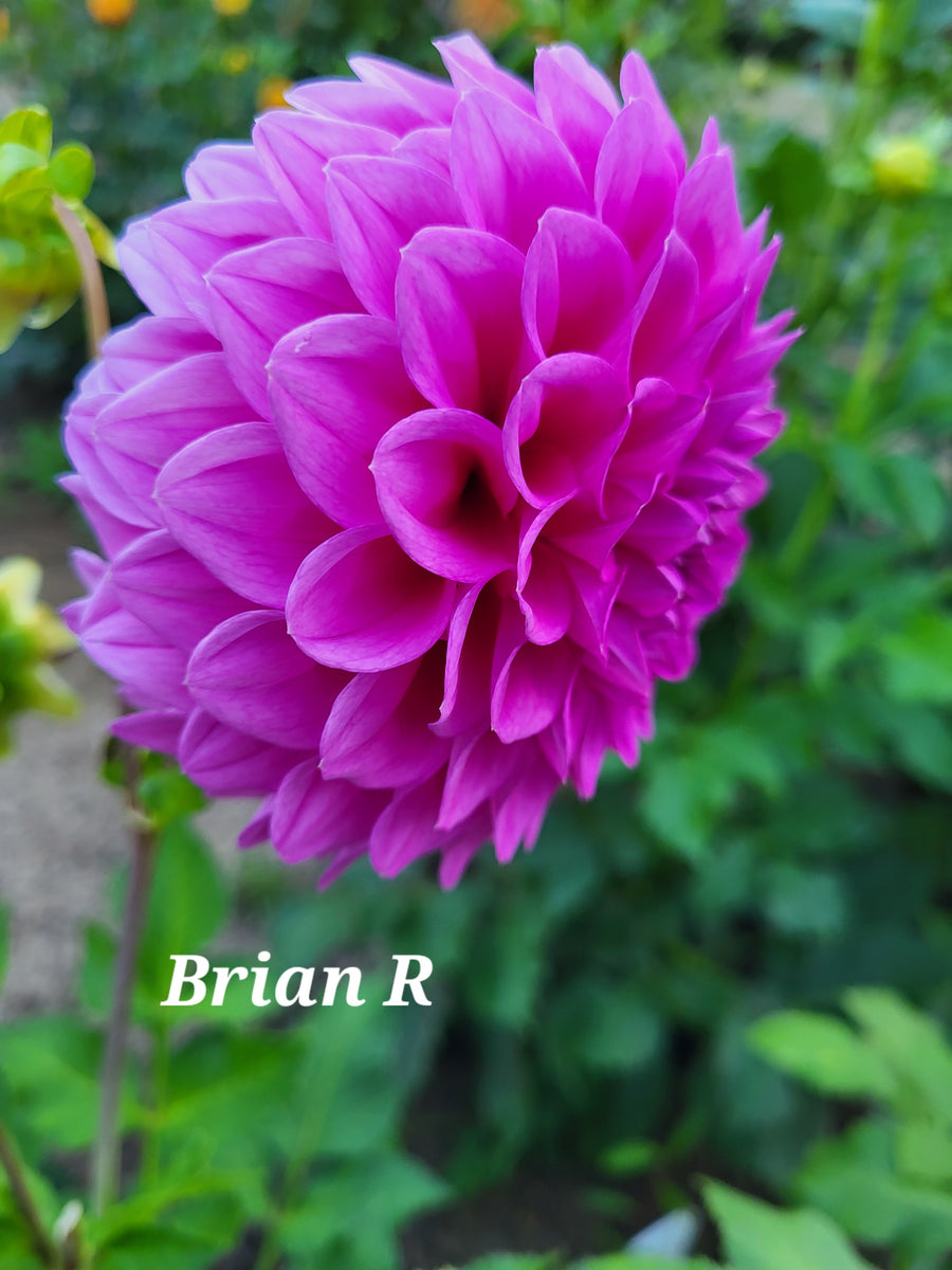 Brian R Dahlia Tuber – My Store