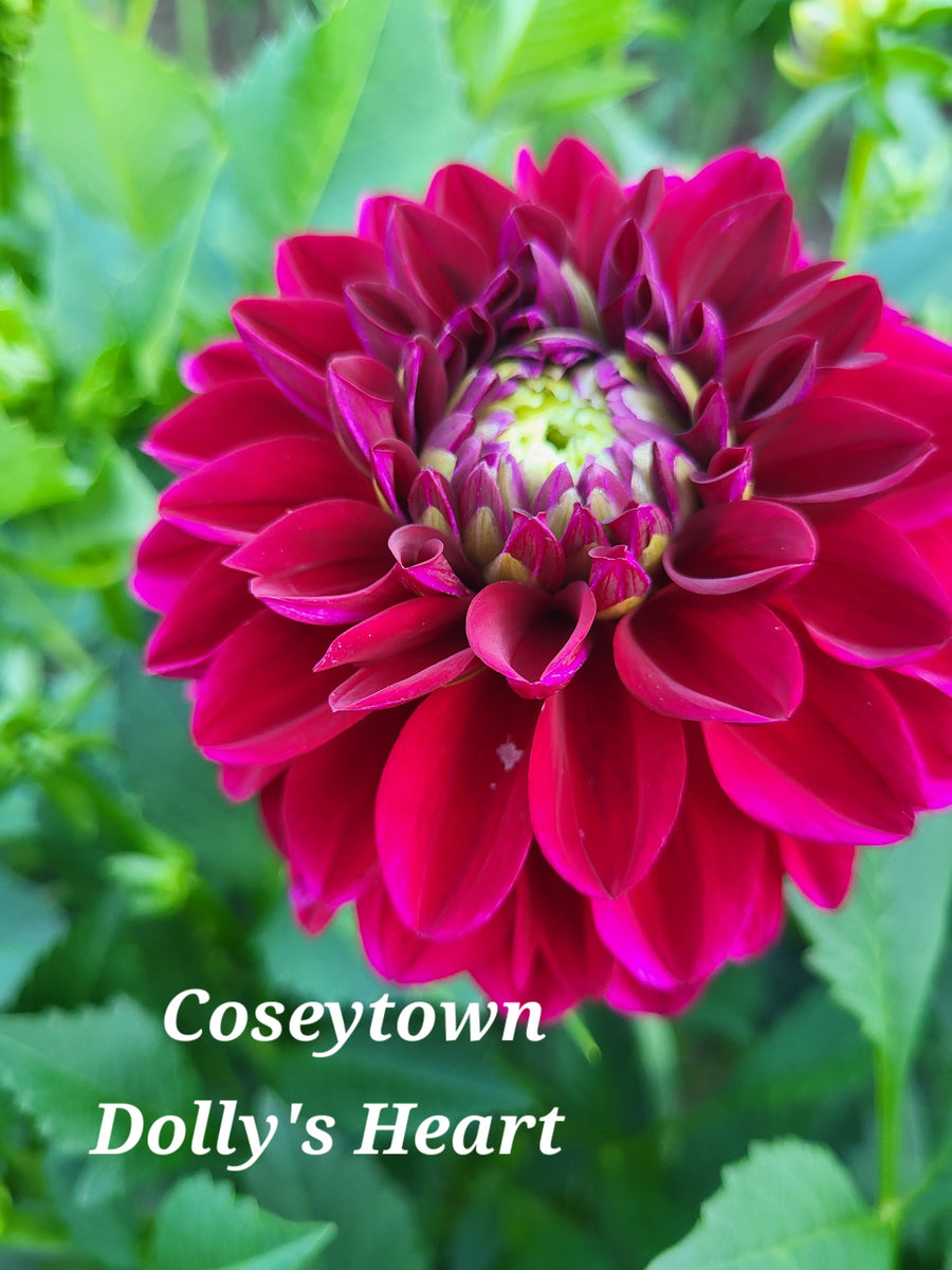 CT Dolly's Heart Dahlia Tuber – Dahlias & Petals