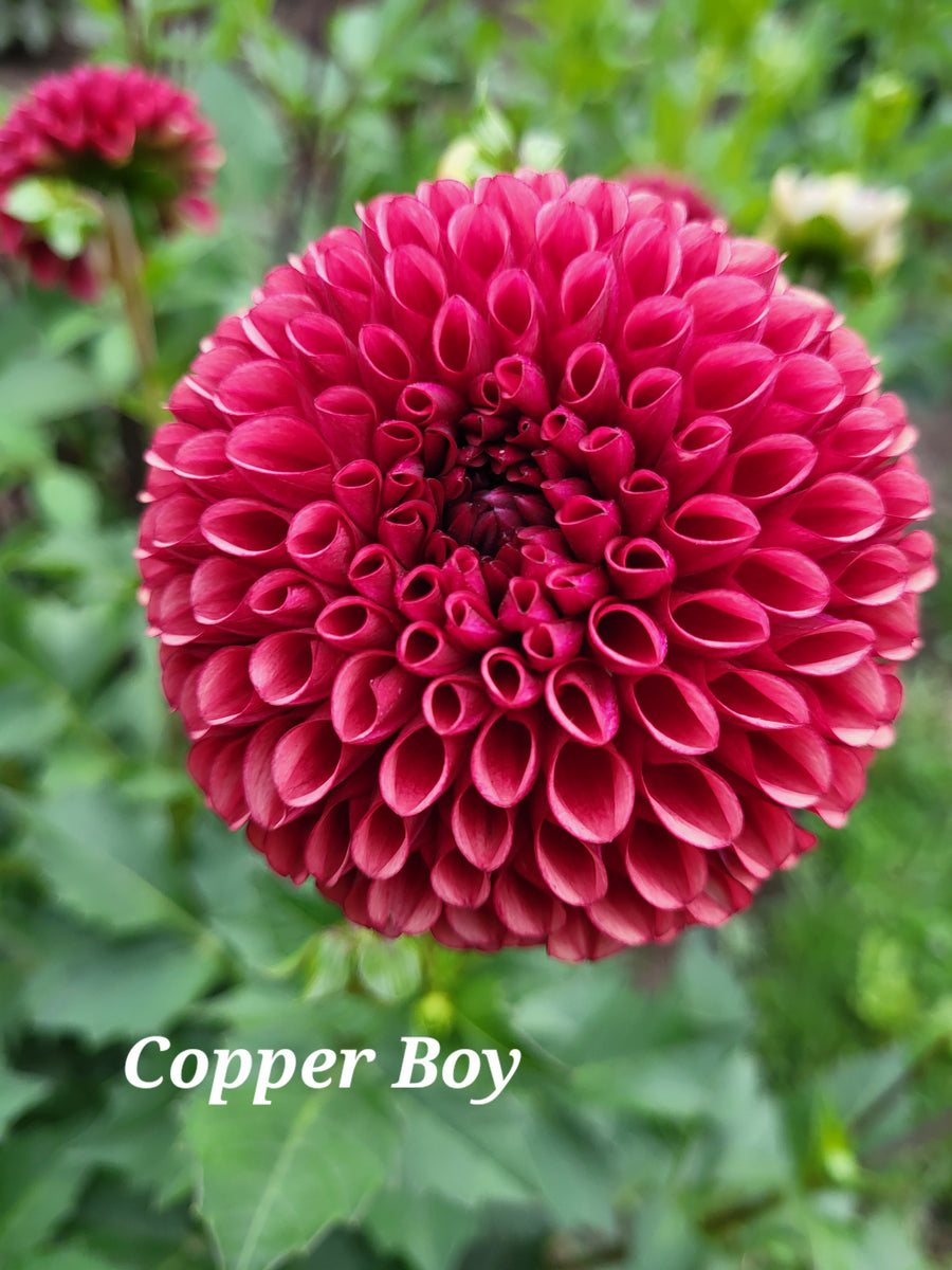 Copper Boy Dahlia Tuber – Dahlias & Petals