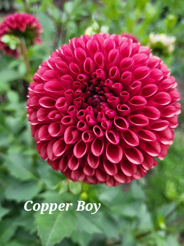 Copper Boy Dahlia Tuber – Dahlias & Petals