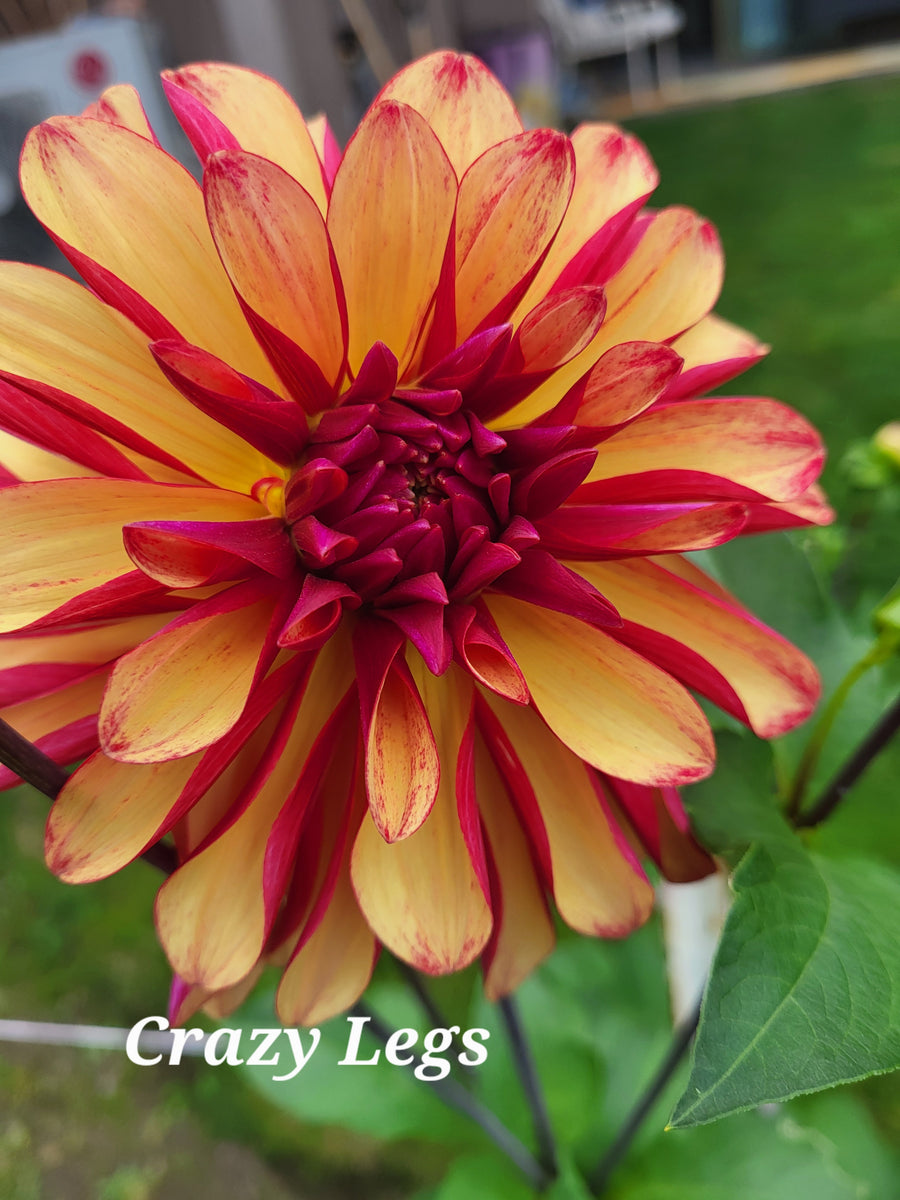 Crazy Legs Dahlia Tuber – Dahlias & Petals