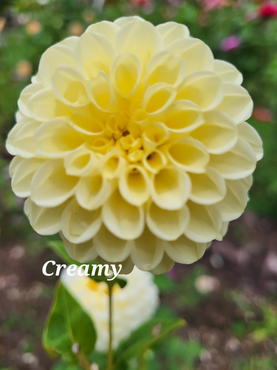 Creamy Dahlia Tuber – Dahlias & Petals