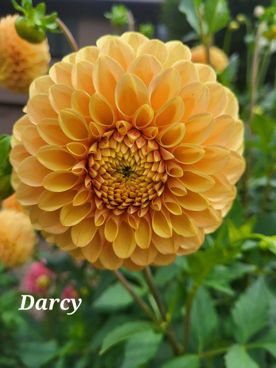 Darcy Dahlia Tuber – Dahlias & Petals