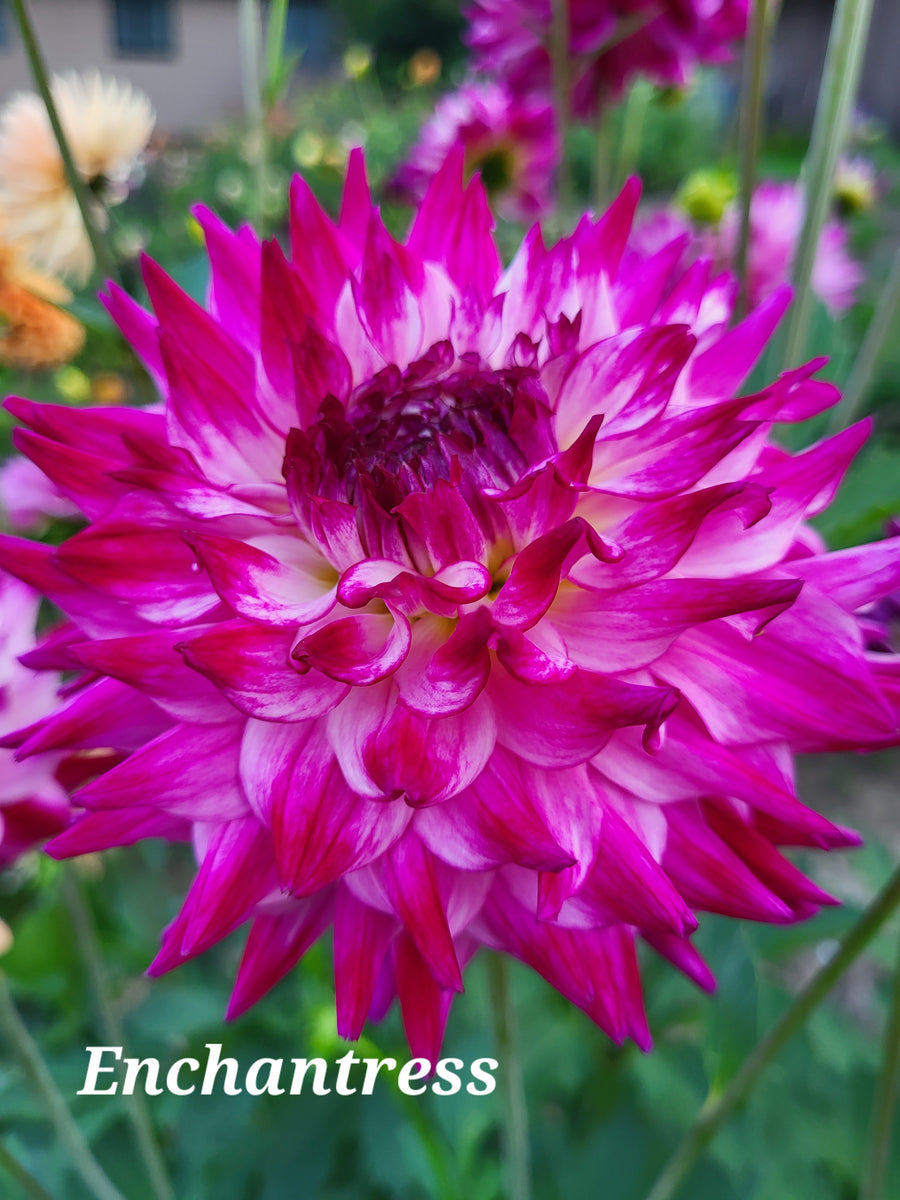 Enchantress Dahlia Tuber – My Store