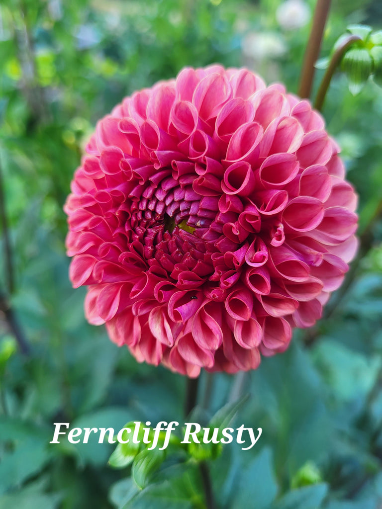 Ferncliff Rusty Dahlia Tuber – Dahlias & Petals