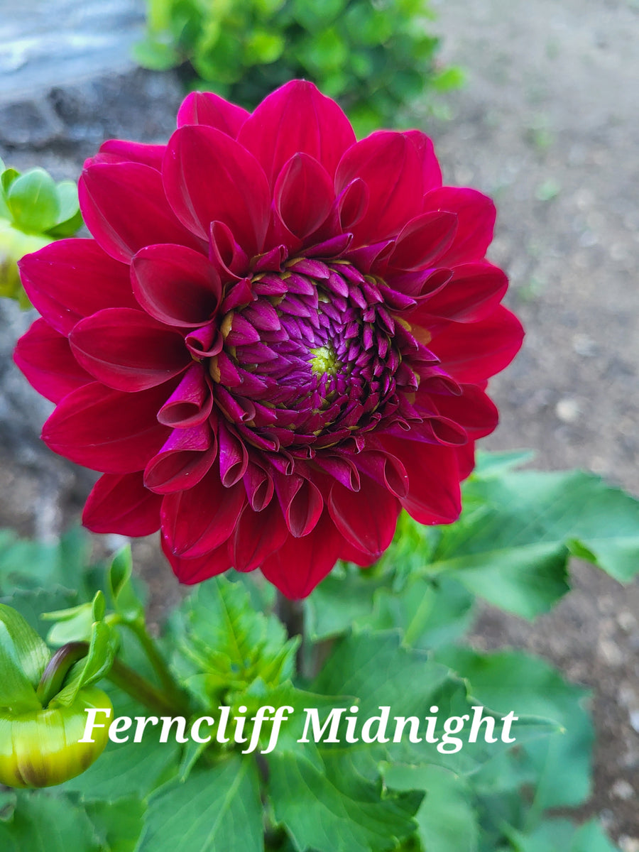 Ferncliff Midnight Dahlia Tuber – Dahlias & Petals