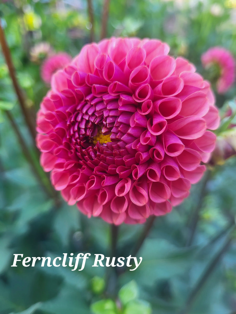Ferncliff Rusty Dahlia Tuber – Dahlias & Petals