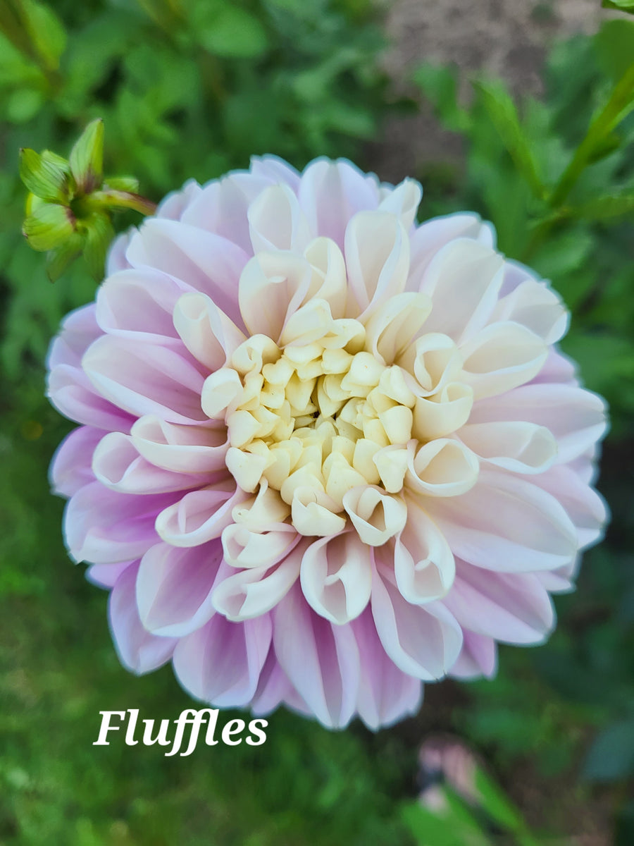 Fluffles Dahlia Tuber – Dahlias & Petals