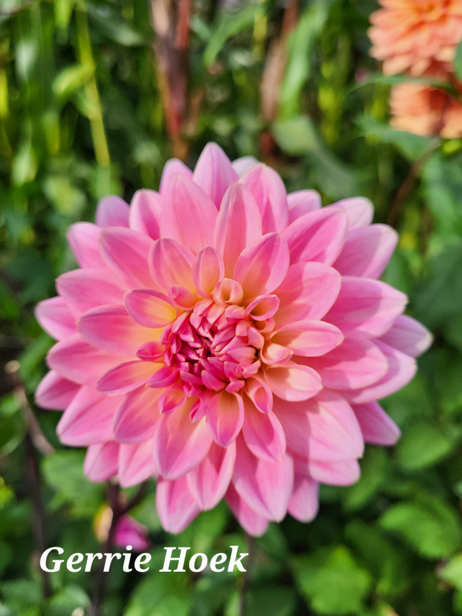 Gerrie Hoek Dahlia Tuber – Dahlias & Petals