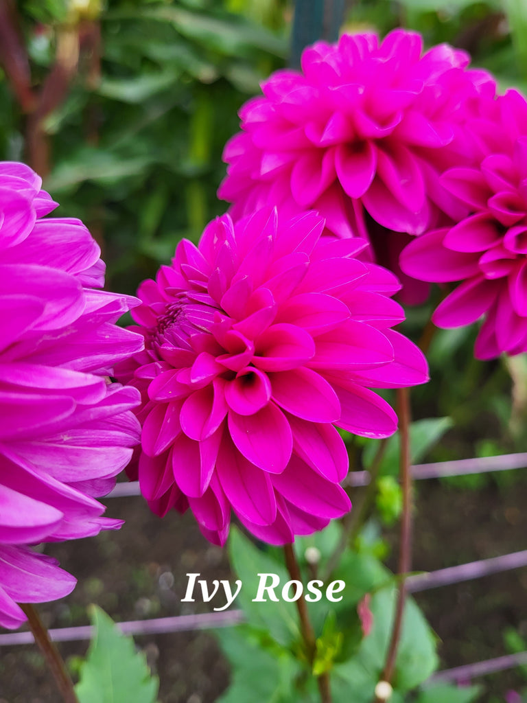 Ivy Rose Dahlia Tuber – Dahlias & Petals