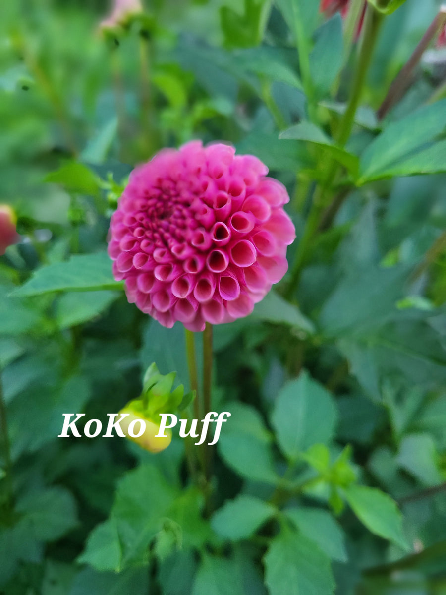 KoKo Puff Dahlia Tuber – Dahlias & Petals