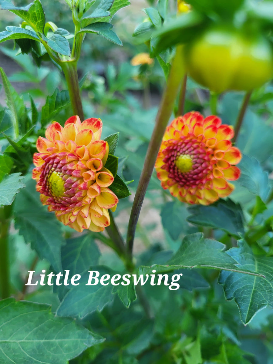 Little Beeswing Dahlia Tuber – My Store