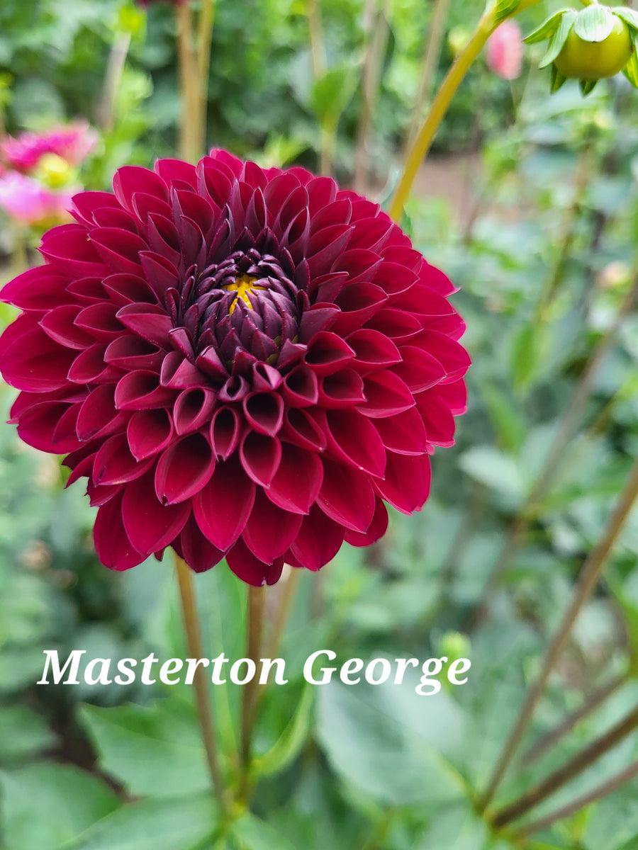 Masterton George Dahlia Tuber – Dahlias & Petals