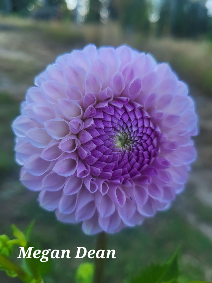 Megan Dean Dahlia Tuber – Dahlias & Petals