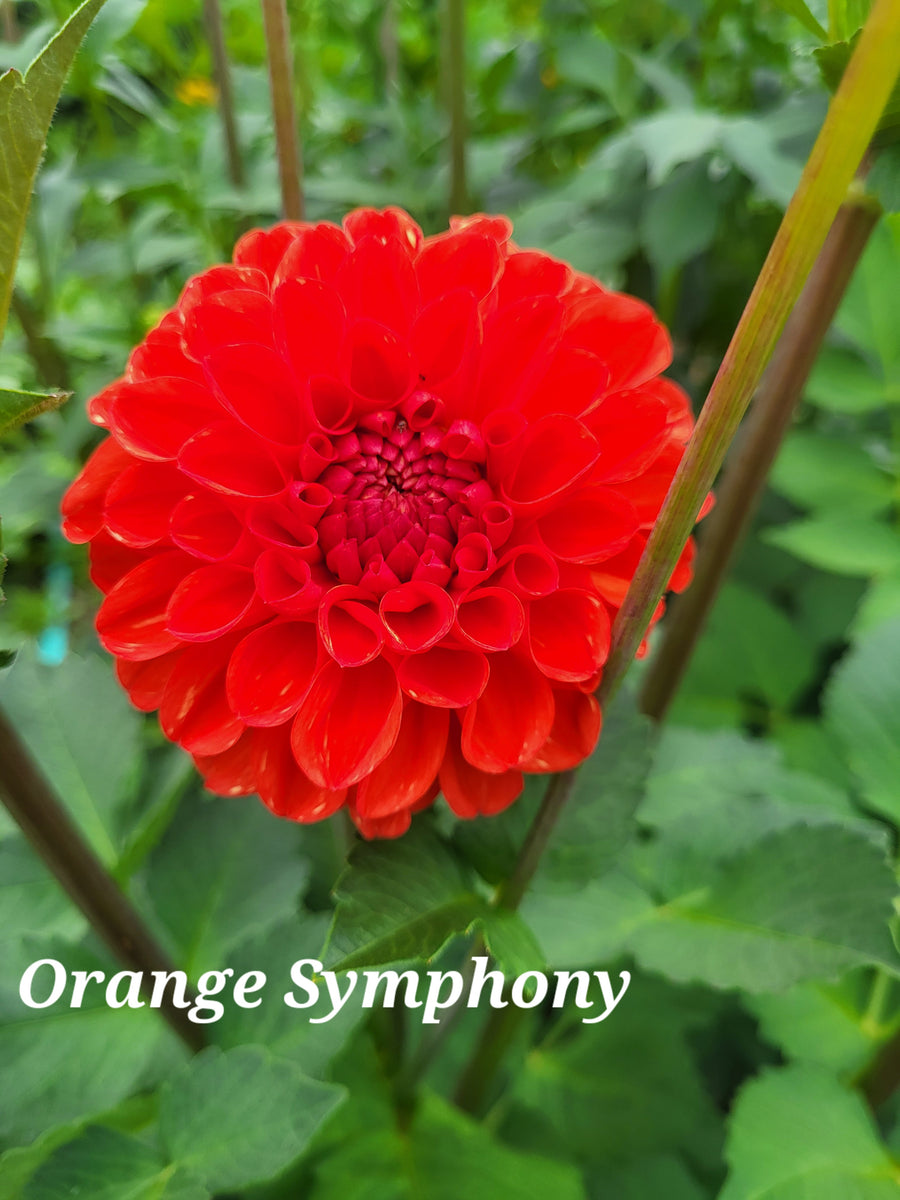 Orange Symphony Dahlia Tuber – Dahlias & Petals