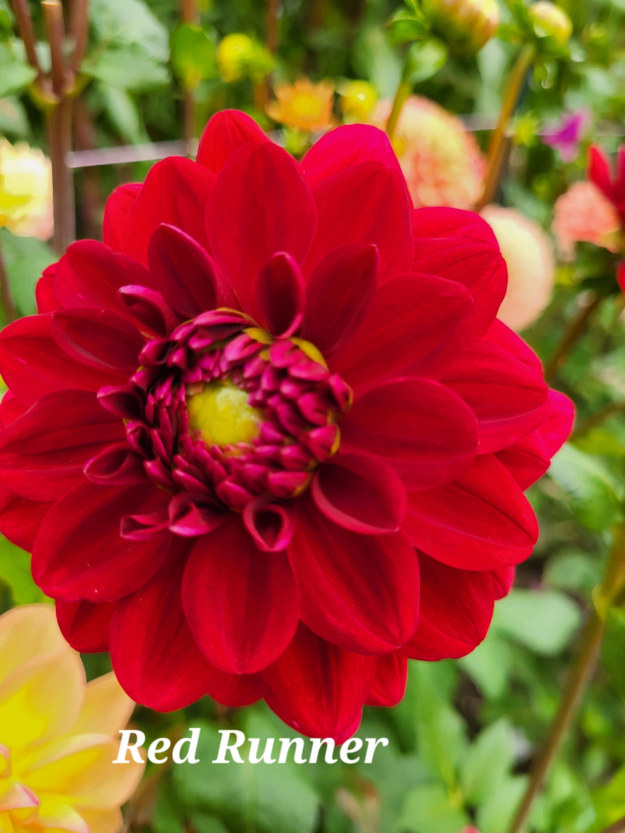 Red Runner Dahlia Tuber – Dahlias & Petals