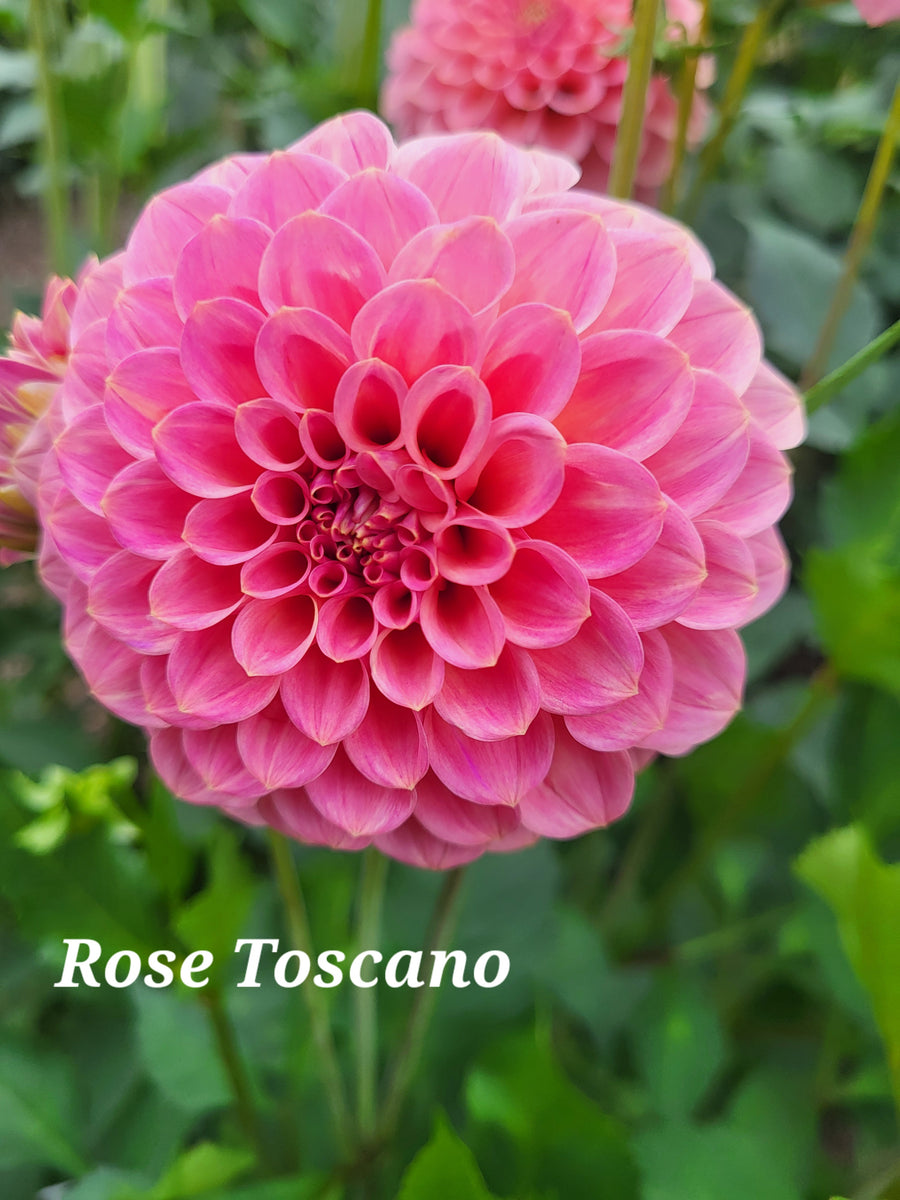 Rose Toscano Dahlia Tuber – Dahlias & Petals