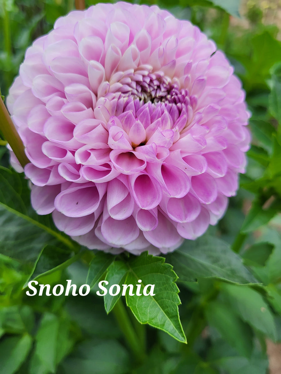Snoho Sonia Dahlia Tuber – My Store