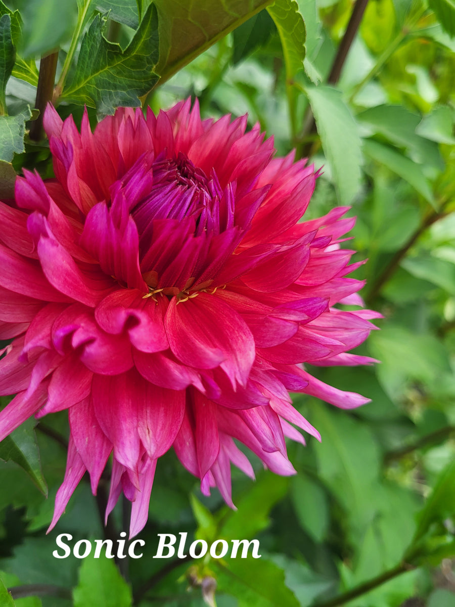 Sonic Bloom Dahlia Tuber – Dahlias & Petals