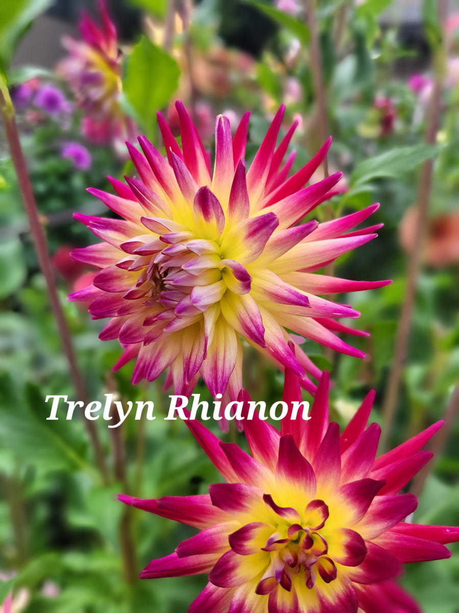 Trelyn Rhianon Dahlia Tuber – My Store