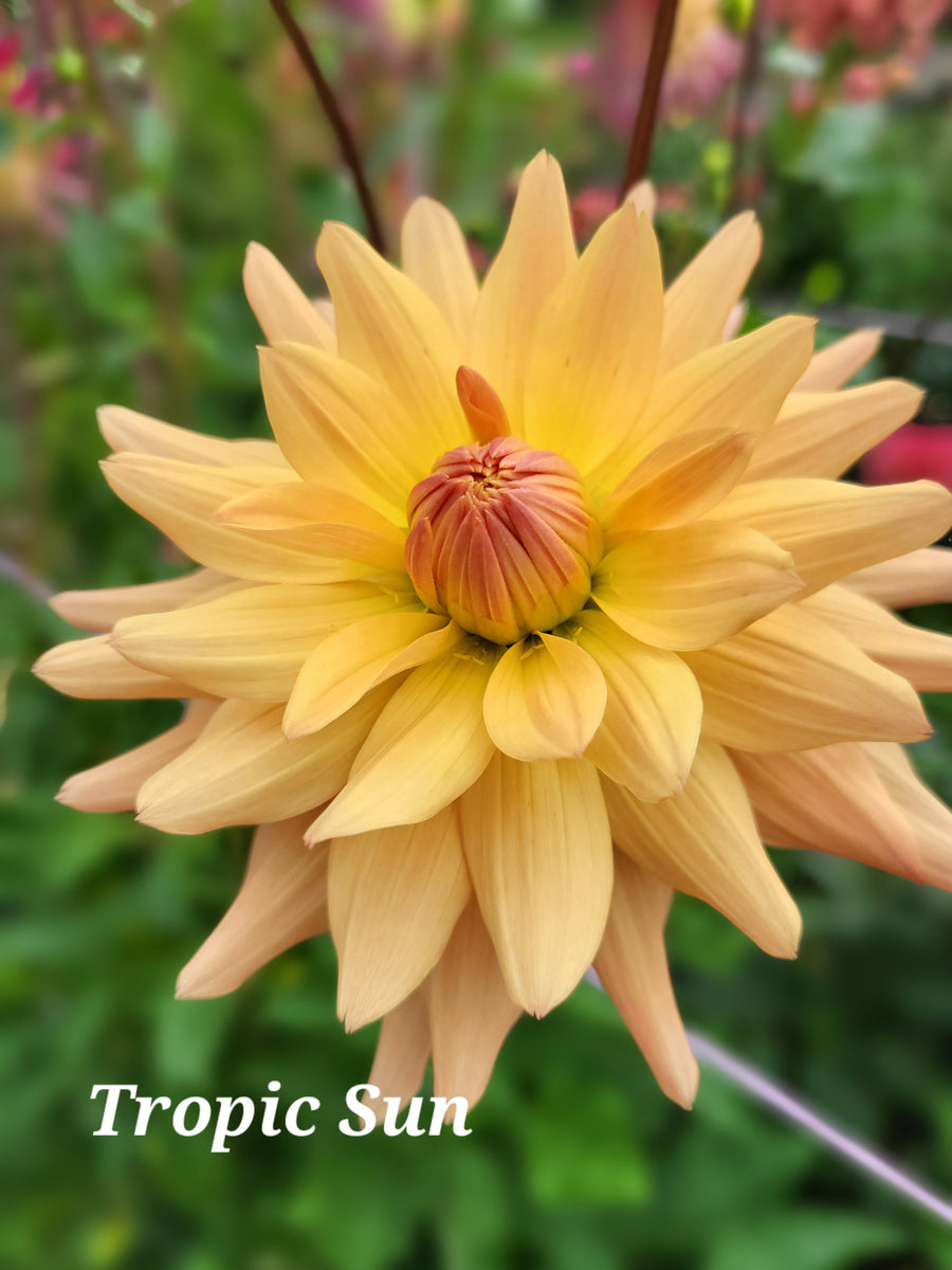 Tropic Sun Dahlia Tuber – My Store