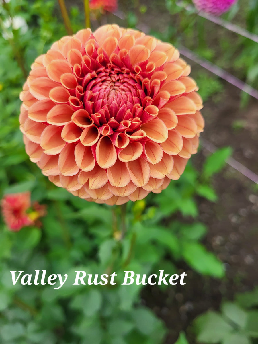 Valley Rust Bucket Dahlia Tuber – My Store