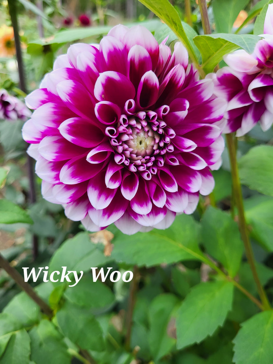 Wicky Woo Dahlia Tuber – Dahlias & Petals